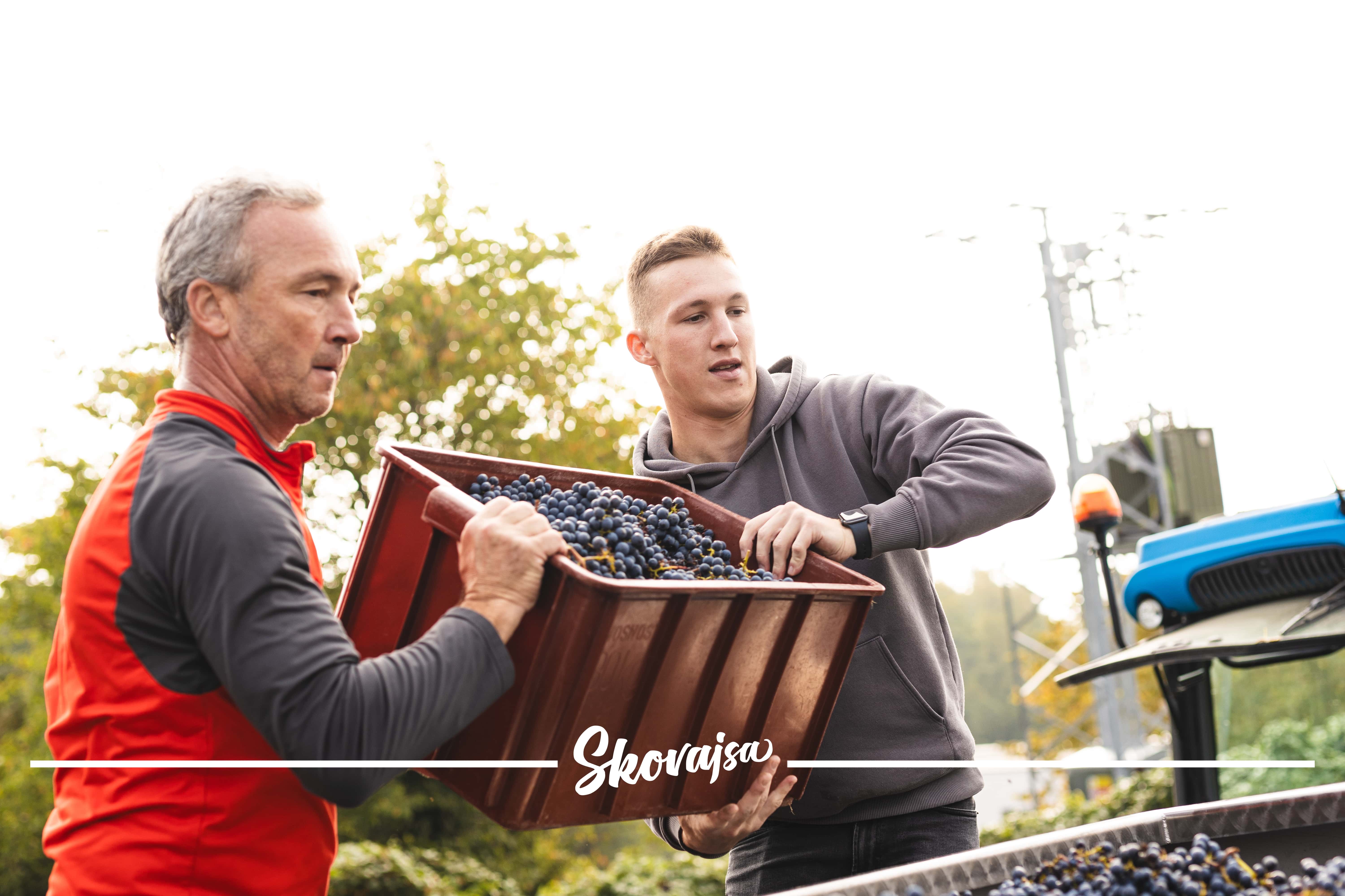 Vinobranie: obdobie, kedy vinár neodpočíva - Blog SKOVAJSA